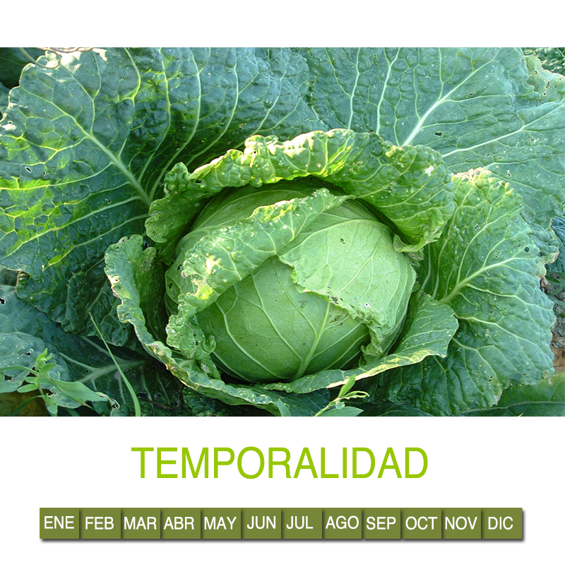 Repollo | Vasaki Ibérica